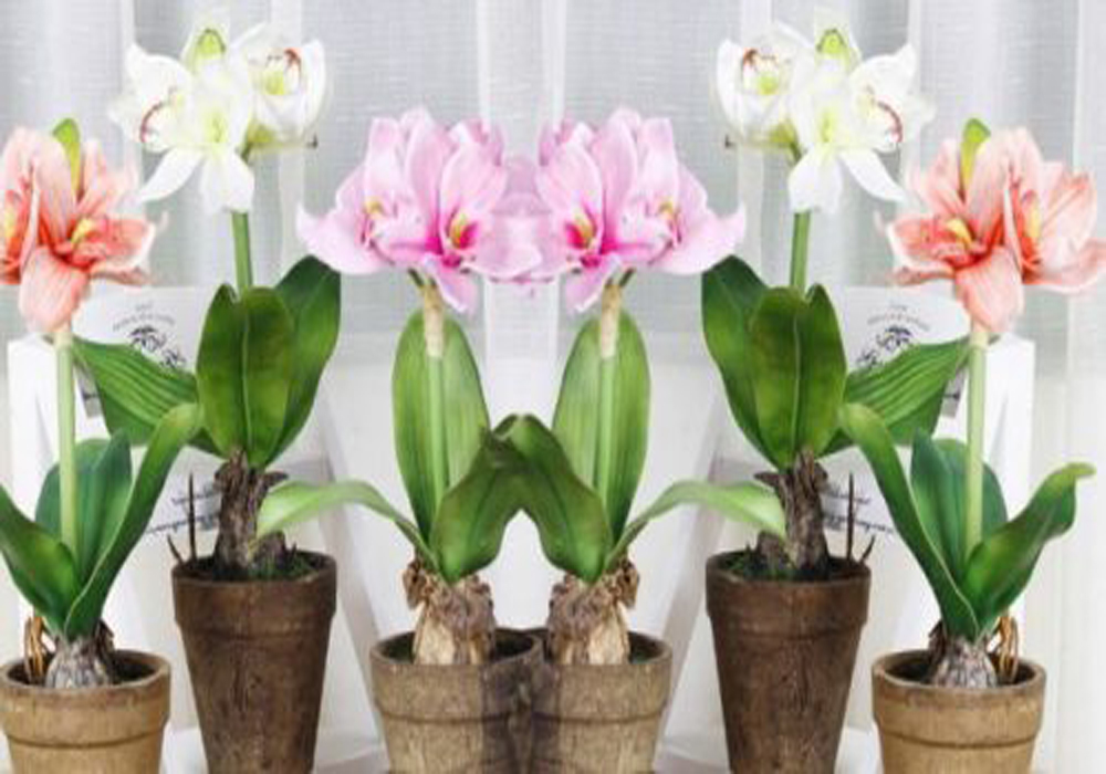 სად დავდგათ ქოთნის ყვავილები დადებითი ენერგიის მოსაზიდად? - ზუგდიდელები