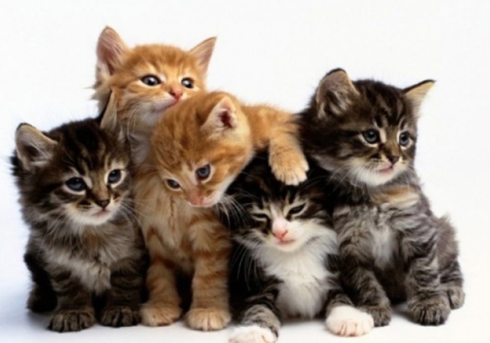 კატები ჩვენს ჯანმრთელობაზე ზრუნავენ - ზუგდიდელები